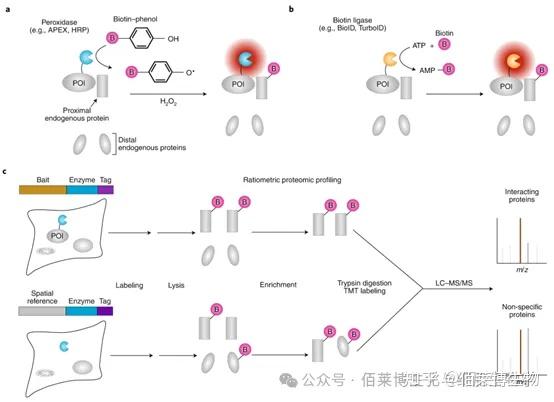 植物 TurboID 邻近标记实验攻略：原理+实验步骤+案例分享！ - 知乎