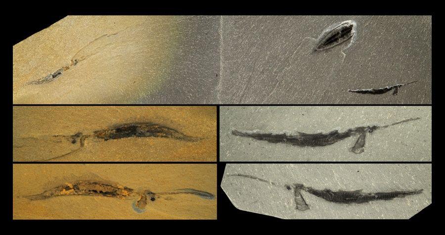 头足纲小传（28）寒海谜团：Nectocaris，内克虾/内耶克虫科 - 知乎