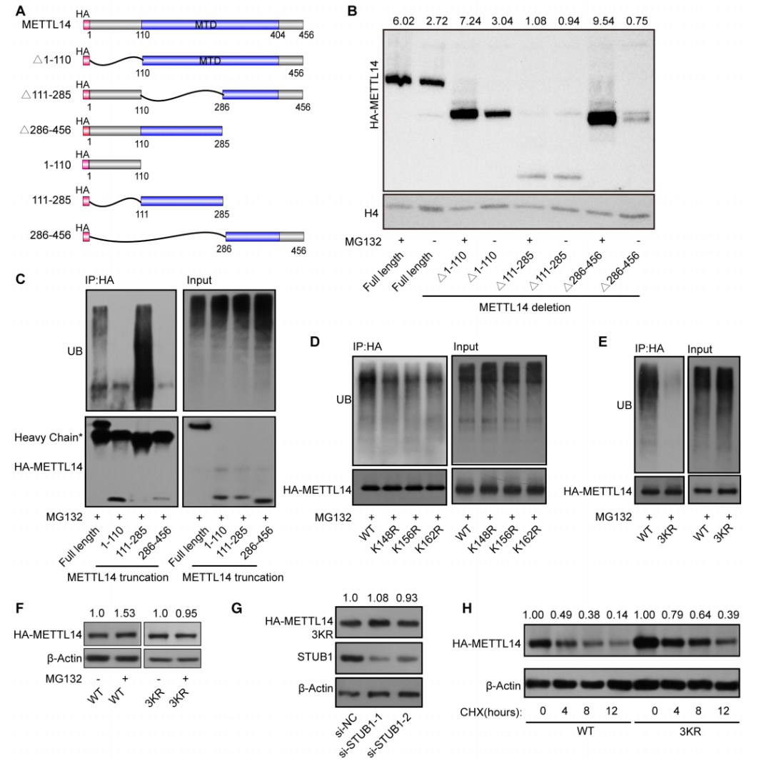 EMBO Rep︱中山大学王文涛（陈月琴团队）揭秘METTL14蛋白代谢及RNA m6A细胞内稳态新机制 - 知乎