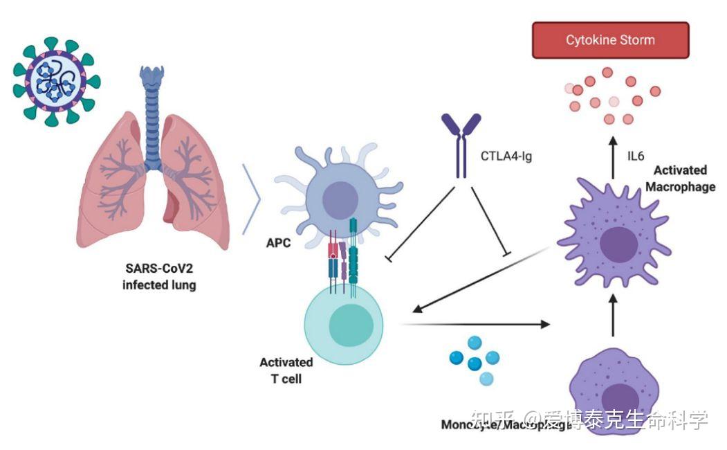CD80/CD86在免疫治疗中的应用与前景 - 知乎