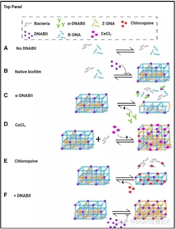 细菌耐药竟是因为它——胞外Z-DNA - 知乎