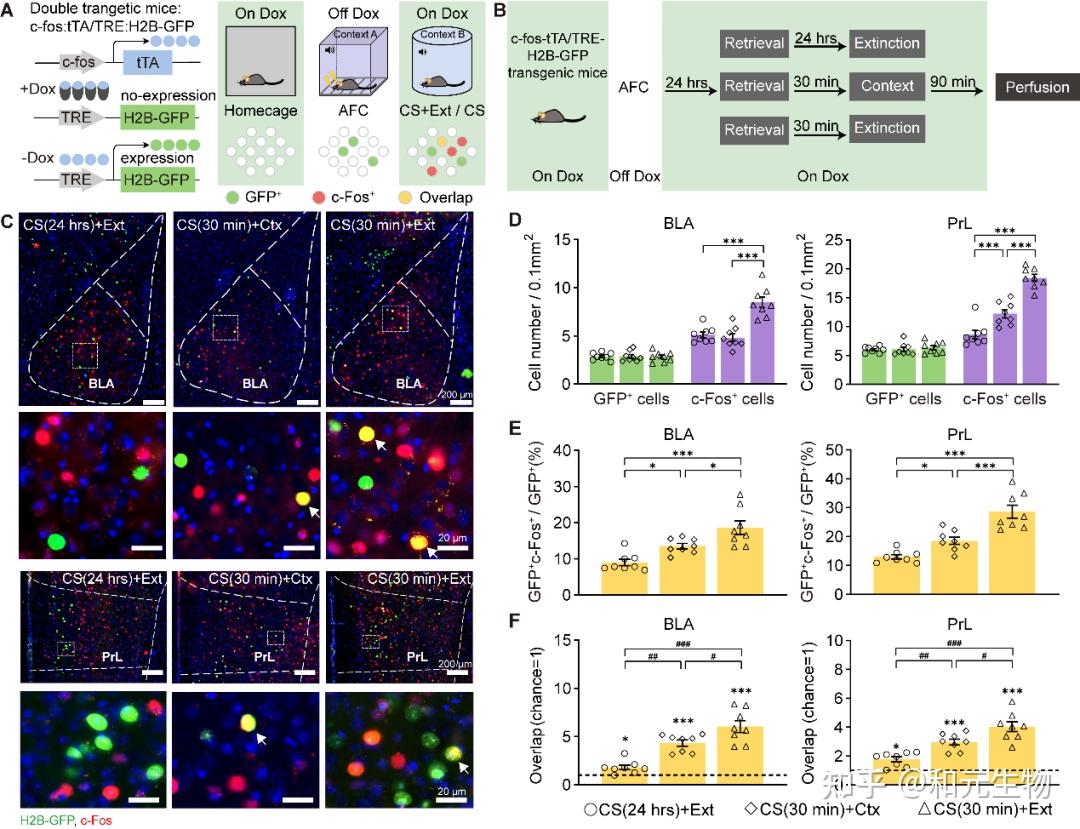 Science子刊：山大陈哲宇团队发现恐惧记忆擦除中记忆印迹细胞的编码新机制 - 知乎