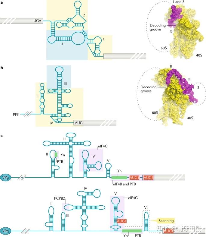 IRES——病毒劫持宿主翻译机器的利器 - 知乎