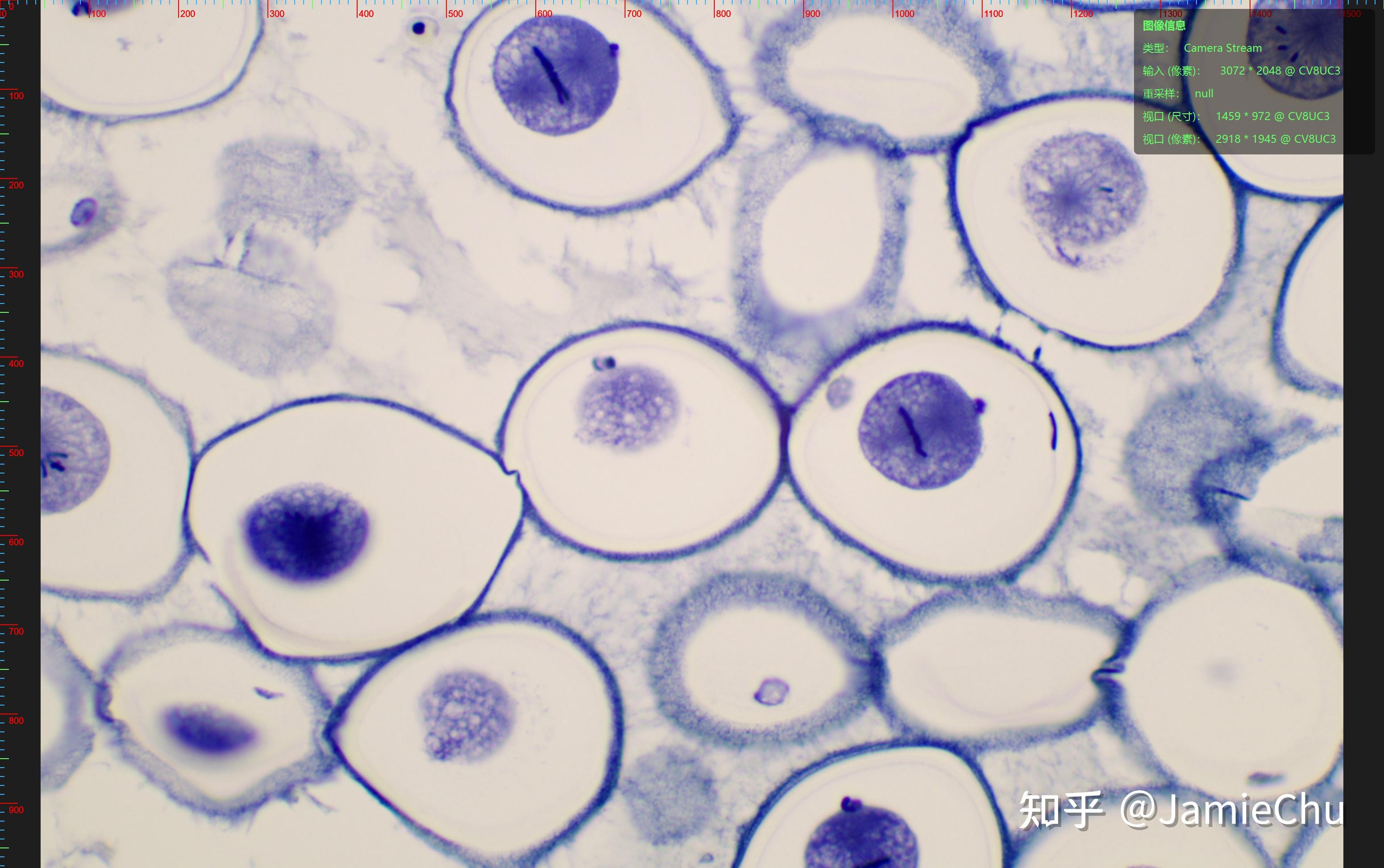 显微观察-终于入手了生物显微镜，一起看看评价一下这效果如何？ - 知乎
