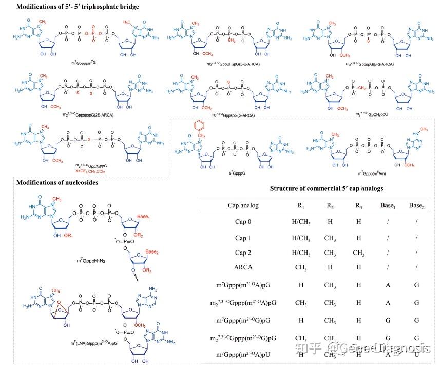 mRNA疫苗全面解读-2（mRNA设计与制备） - 知乎