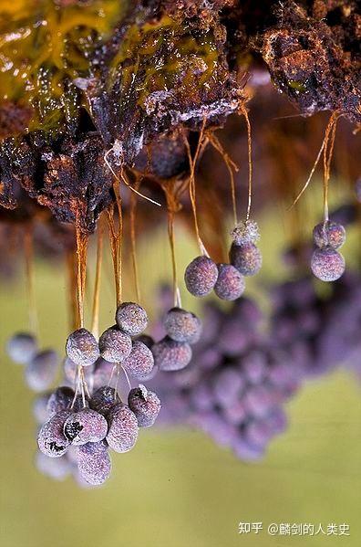 【地球生物全系列——从单细胞到人类】原生生物界—变形虫门 - 知乎