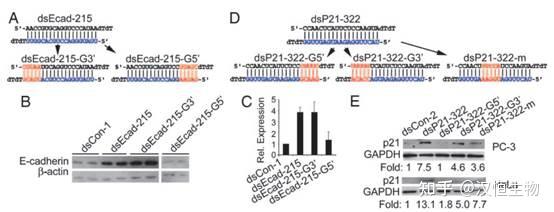 saRNA：激活基因表达的dsRNA（一） - 知乎