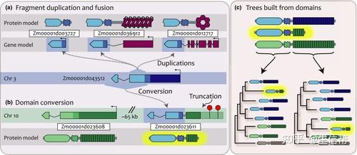 基因家族｜LRR-RLK基因家族的进化分析 - 知乎
