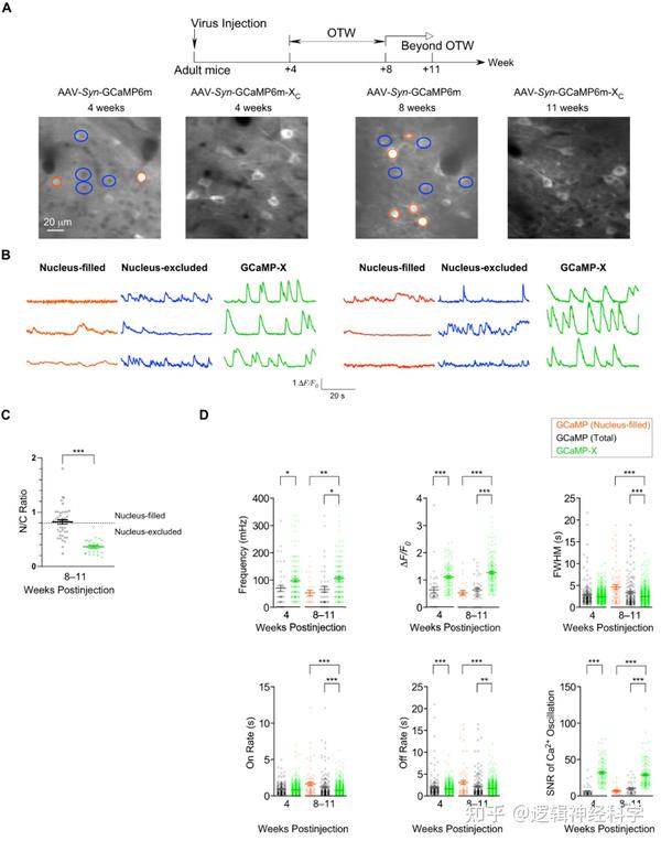 eLife︱刘晓冬/郭增才/樊瑜波-杨亚雄团队利用GCaMP-X实现神经元长时程钙成像 - 知乎
