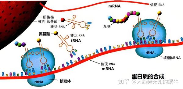 我们不知道答案的125个科学问题(64)RNA的功能 - 知乎