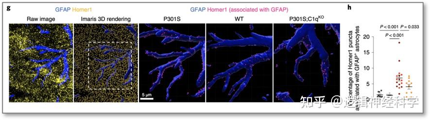 Nat Aging︱阿尔兹海默症小鼠神经胶质细胞通过补体途径参与突触清除 - 知乎