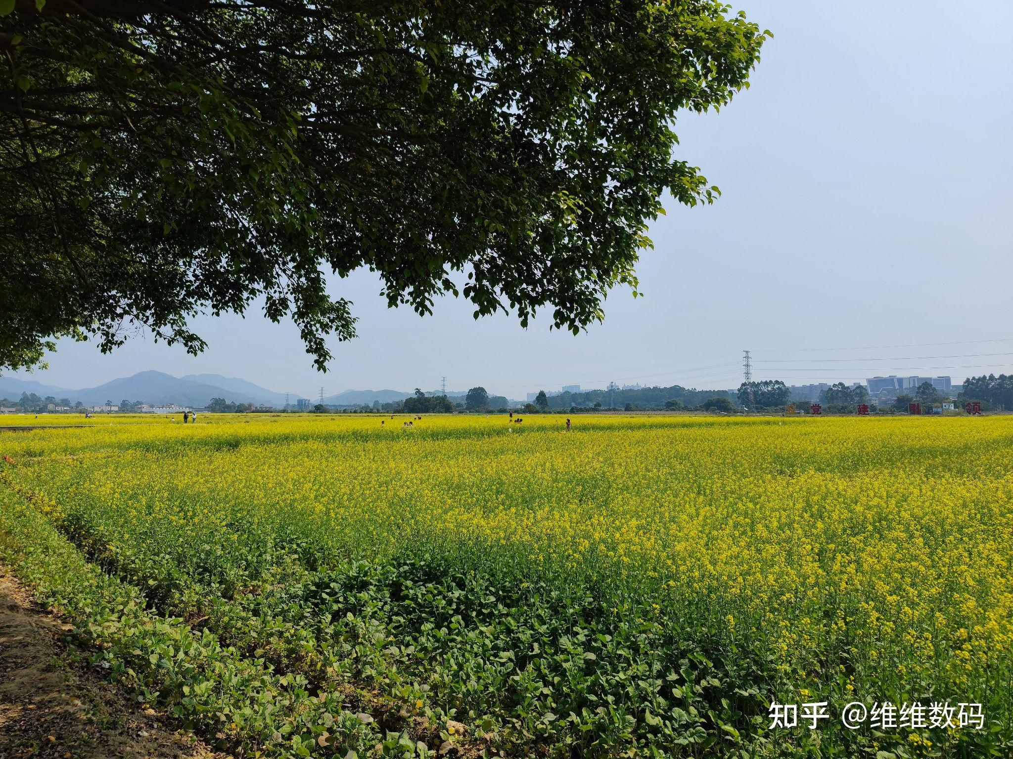 多图慎入！小米11ultra原生相机VS谷歌相机 - 知乎