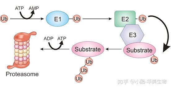 靶向蛋白降解技术“PROTAC”：“革命性”的靶向策略，重定义小分子药物！ - 知乎
