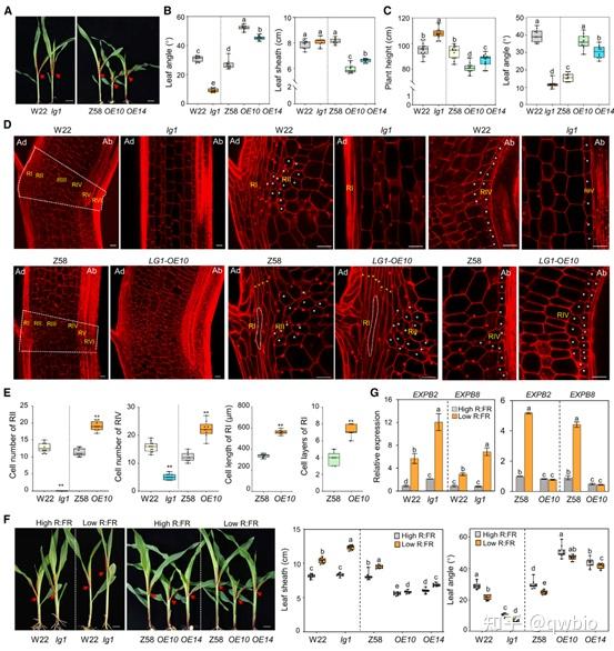 PHYA, PHYB,HY5, - 知乎