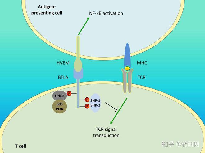 PD-1内卷之下，BTLA崭露头角 - 知乎