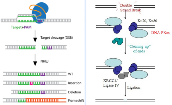 CRISPR-Cas问题集|CRISPR-Cas9实验中常见问题及解决方案 - 知乎