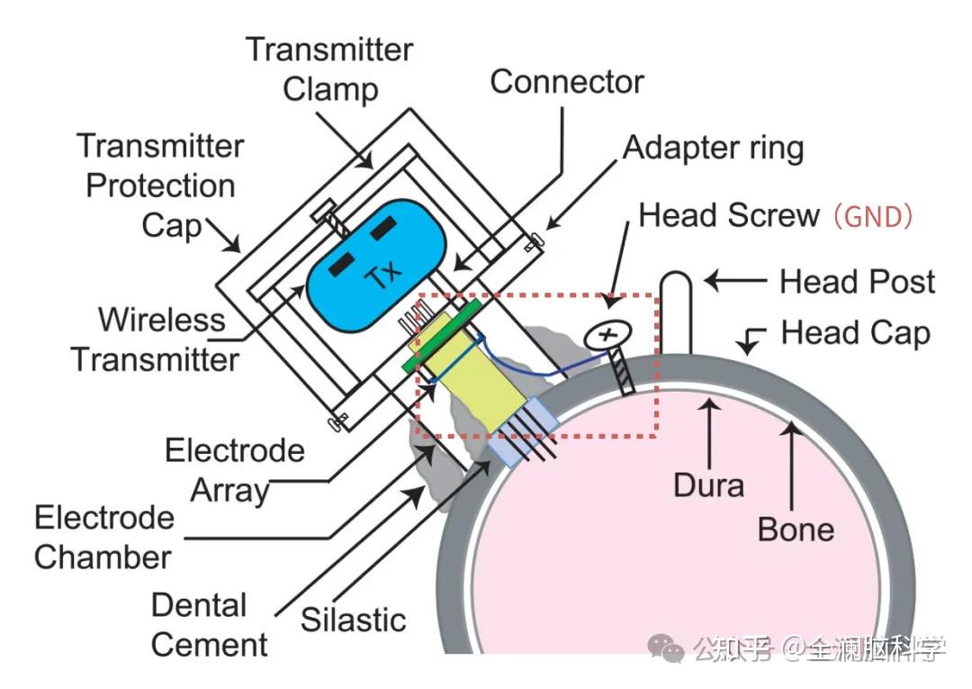 LFP 局部场电位简介（二） - 知乎