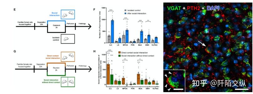 Current Biology：首次发现，PIL→MPOA神经通路调控社交行为，影响社交能力强弱 - 知乎