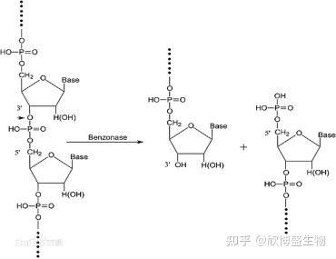Benzonase核酸酶 ELISA试剂盒 - 知乎
