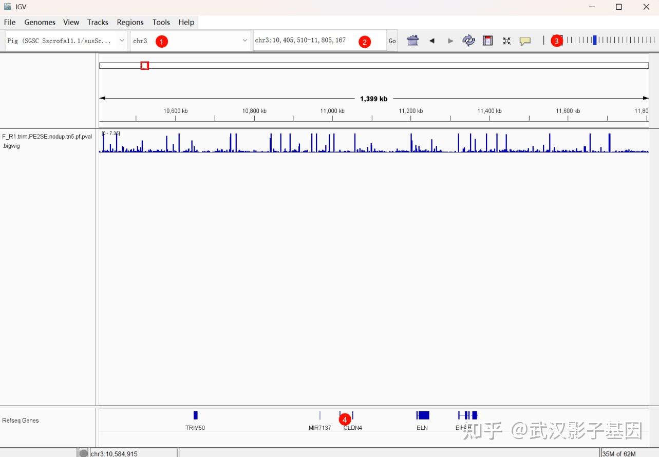 IGV使用教程（图文） - 知乎
