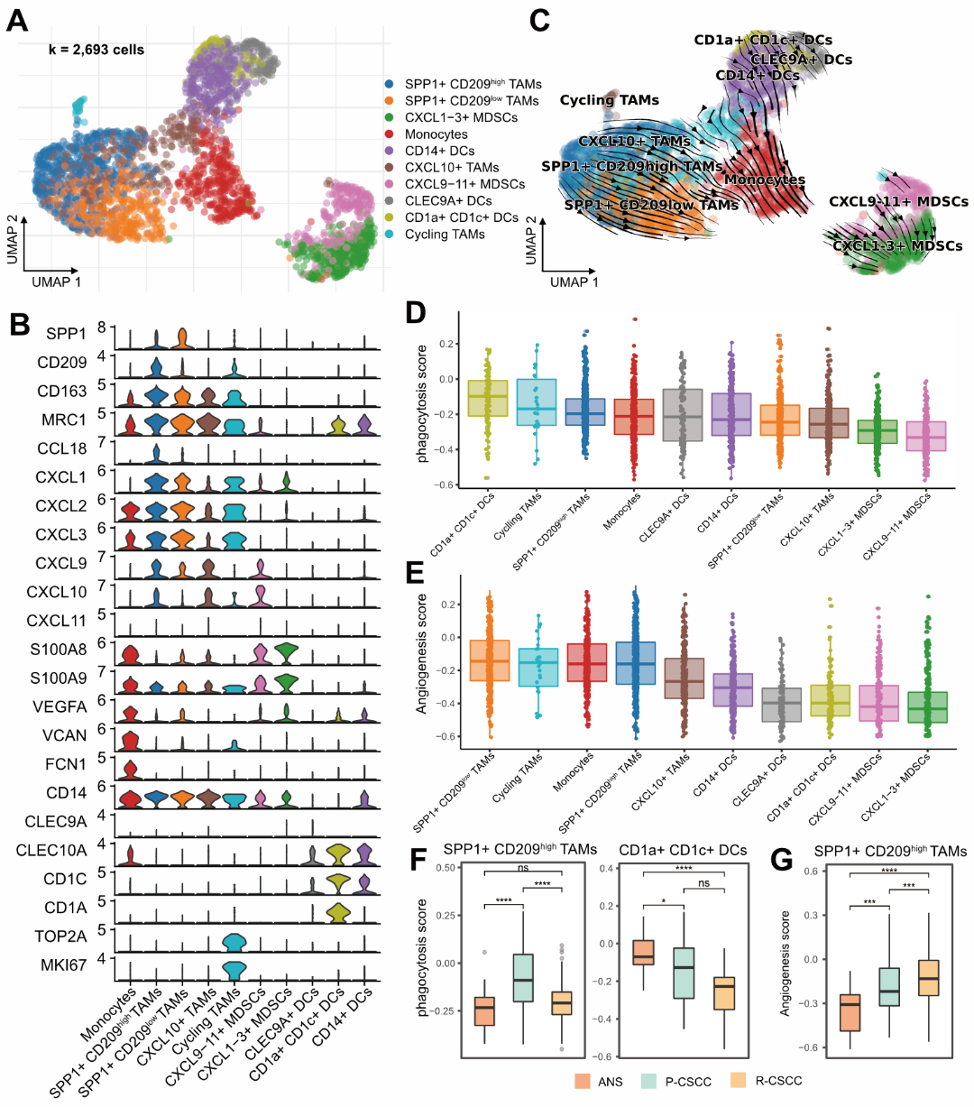 项目文章 | 单细胞测序揭示皮肤鳞状细胞癌复发相关的免疫微环境变化 - 知乎