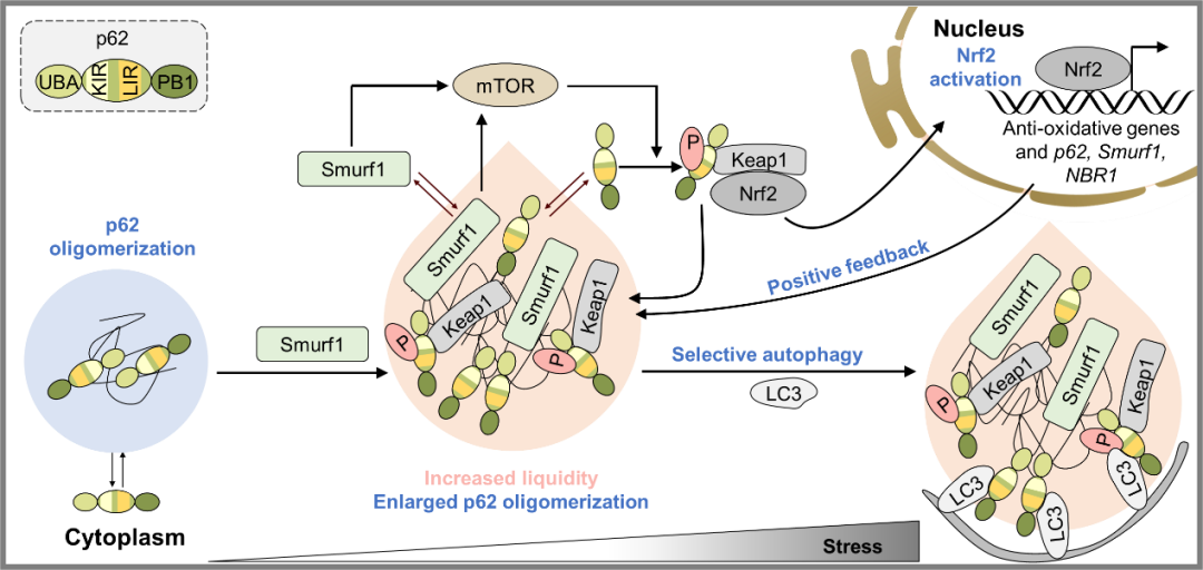 Cell Biosci︱北京理工大学董磊团队发现Smurf1介导p62液滴形成来增强自噬和Nrf2活性 - 知乎