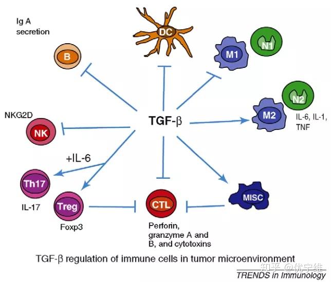 TGF-β：乘风破浪的转化生长因子 - 知乎