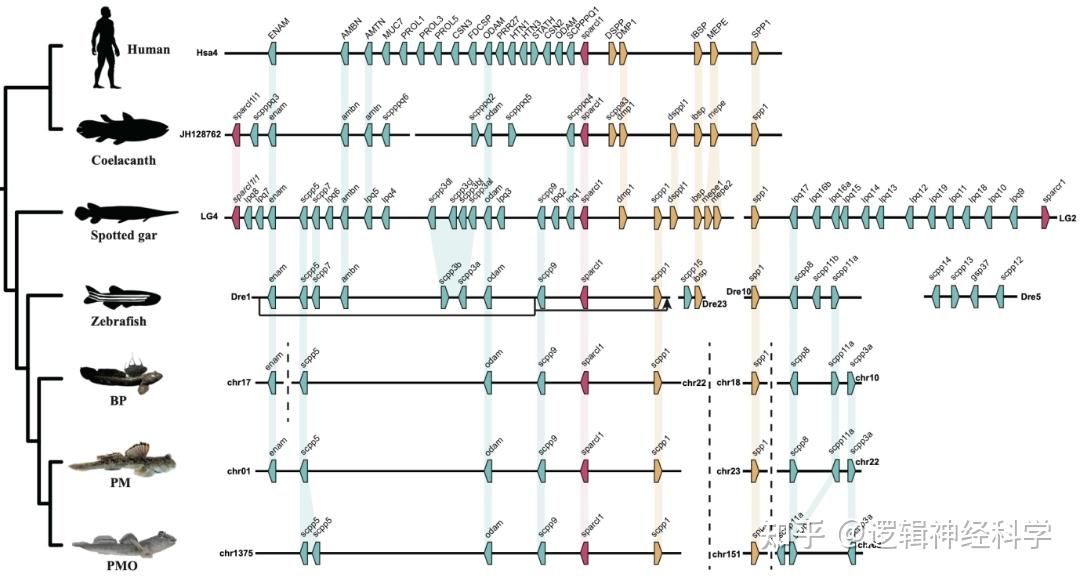 JAR︱深圳市华大海洋研究院石琼院士团队利用三种弹涂鱼的比较基因组学研究，揭示由水生到陆生适应的分子机制 - 知乎