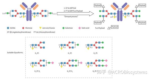 【新品来袭】ADC定点偶联试剂盒现货发售 - 知乎