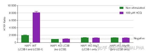 还在为WB检测LC3条带变幻无常而烦恼吗？细胞自噬靶点LC3B-II特异性检测-享受均相检测的自在！ - 知乎