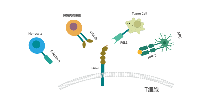 LAG-3靶点机制和研究进展 - 知乎