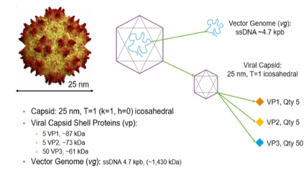 快速、高效、灵敏、多维度，PerkinElmer LabChip AAV衣壳蛋白分析助力基因治疗药物研究-上海玮驰