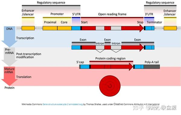 学习笔记|一文掌握RNA-seq理论部分 - 知乎