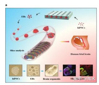 TargetMol明星分子——Y-27632 & Y-27632 2HCl - 知乎