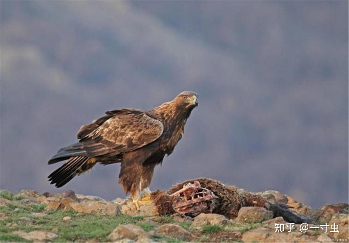 号称猛禽之王的金雕，有啥特别之处？空中击杀天鹅，地面捕食野狼 - 知乎