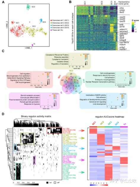 Front. Cell Dev. Biol.发表鱼类繁殖生物学研究最新成果，揭示鱼类和哺乳类卵子发生基本特征的保守性 - 知乎