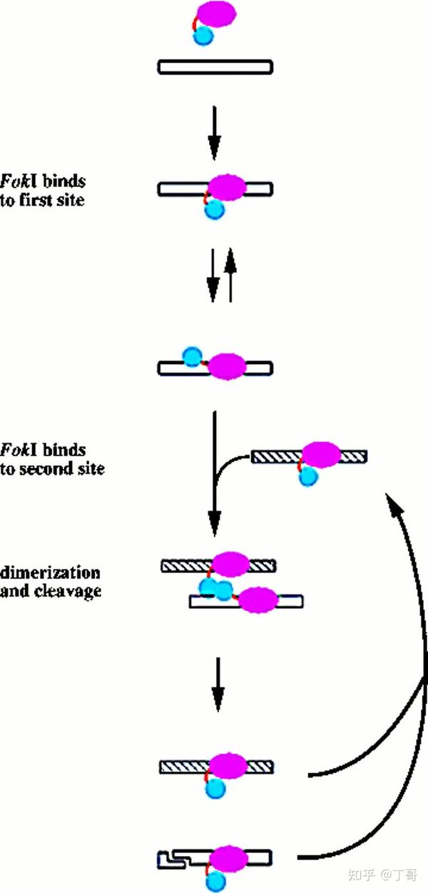 深度盘点：一文带你读懂基因编辑技术 - 知乎