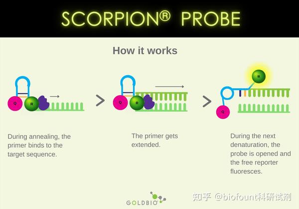 不同种类的PCR探针如何工作-Scorpion® 探针 - 知乎