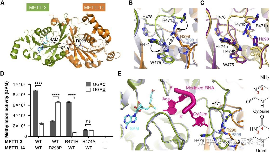 Sci Adv：MeRIP-seq揭示METTL3-METTL14特异性重编程m6A RNA甲基化修饰并促进肿瘤进展 | 医学研究 - 知乎