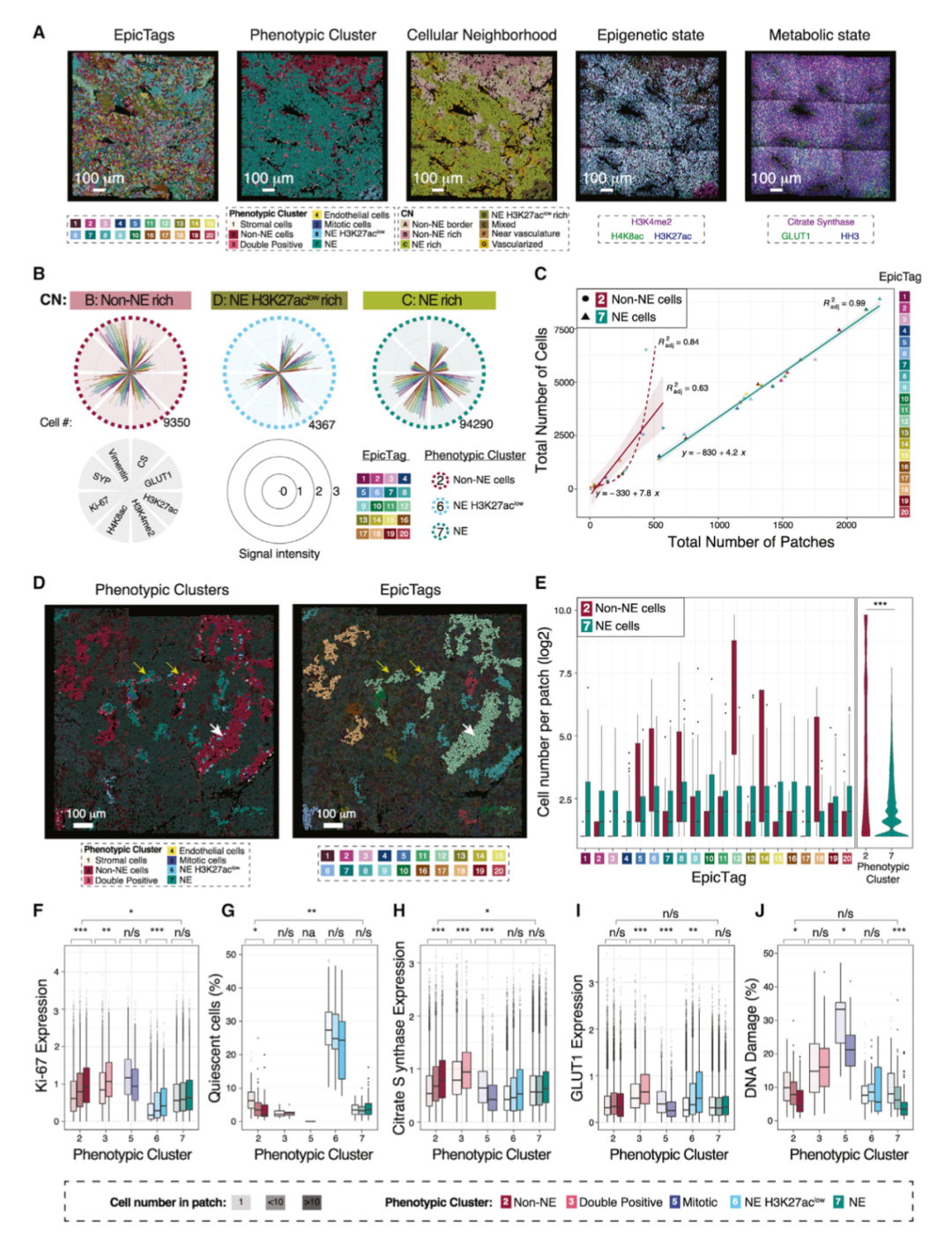 Cancer Cell 丨 条形码揭示NE与非NE癌细胞空间演化特征 - 知乎