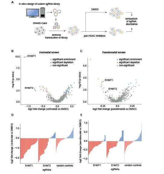慢病毒系列|让你“随心所欲”调控基因（CRISPR/Cas9文库篇） - 知乎