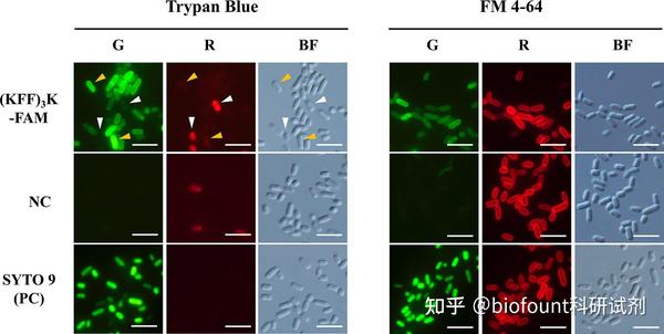 FM 4-64；膜选择性红色荧光染料 - 知乎