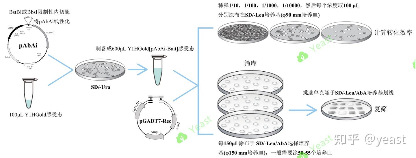 Y1HGold-pAbAi酵母单杂筛库流程图 - 知乎