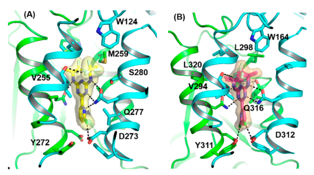 FDA批准的首款IDH1/2双重抑制剂Vorasidenib 的分子设计与血脑屏障优化 - 知乎