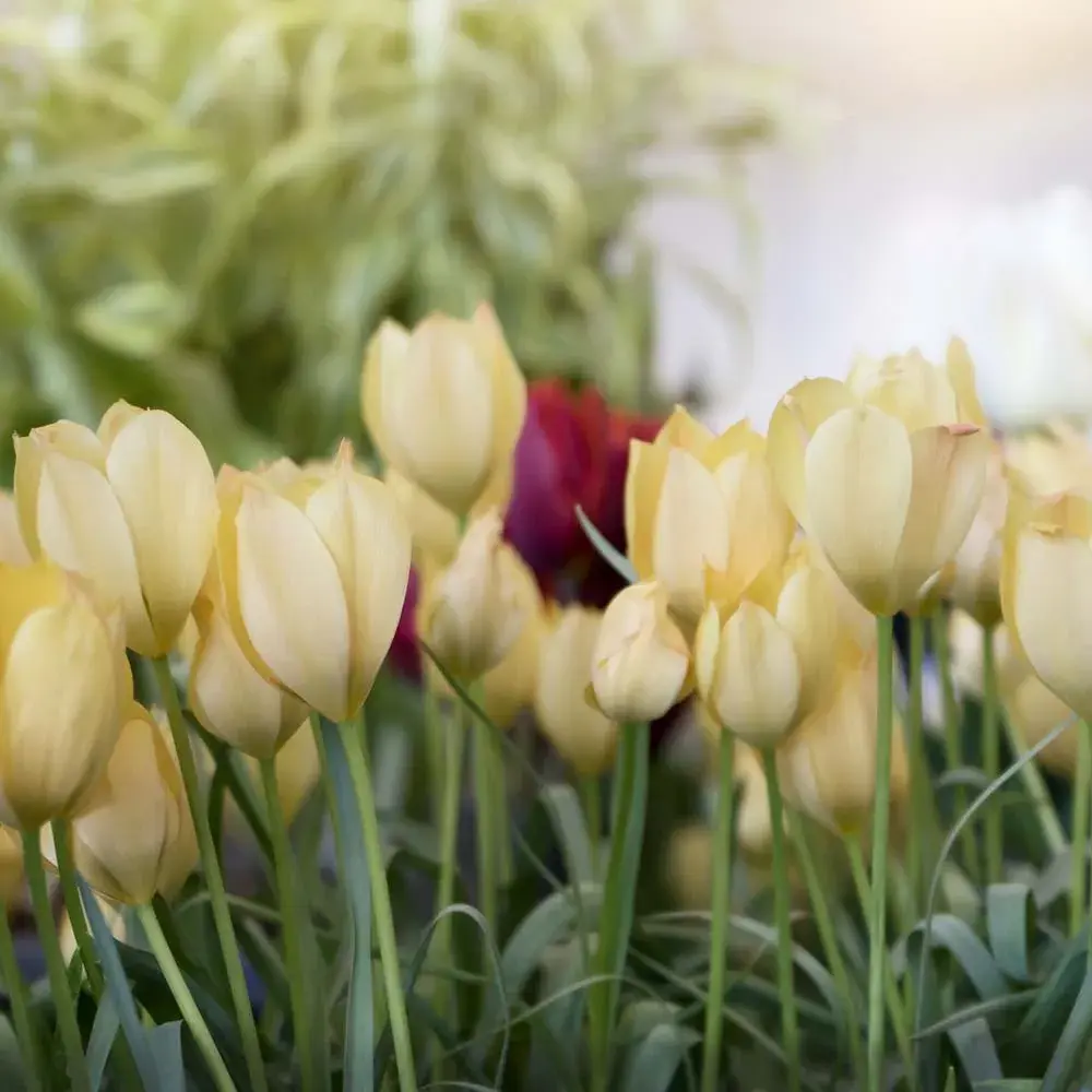 为什么Miscellaneous Tulips被叫做原生郁金香？ - 知乎