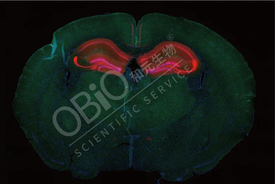 又见Cre！Cre/Loxp系统应用全攻略 | 知识点分享 - 知乎