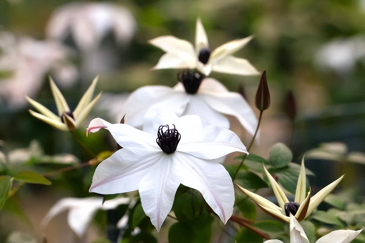 时光煮雨，藤蔓生花 - 知乎