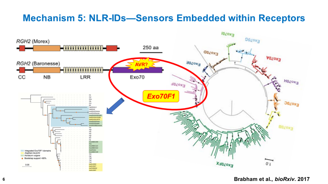 Essays Biochem | 植物中含有整合结构域ID的NLR（NLR-ID）作用模式综述 - 知乎