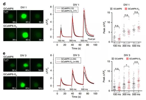 新一代无损伤钙离子探针“GCaMP-X” - 知乎