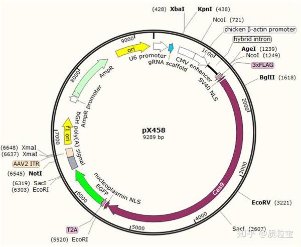 PX458 质粒 CRISPR Cas9系统载体 绿色荧光蛋白pSpCas9(BB) 2A GFP - 知乎